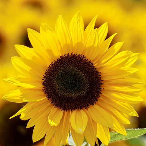 Updates June 27-July 02 – JC Henry Universe