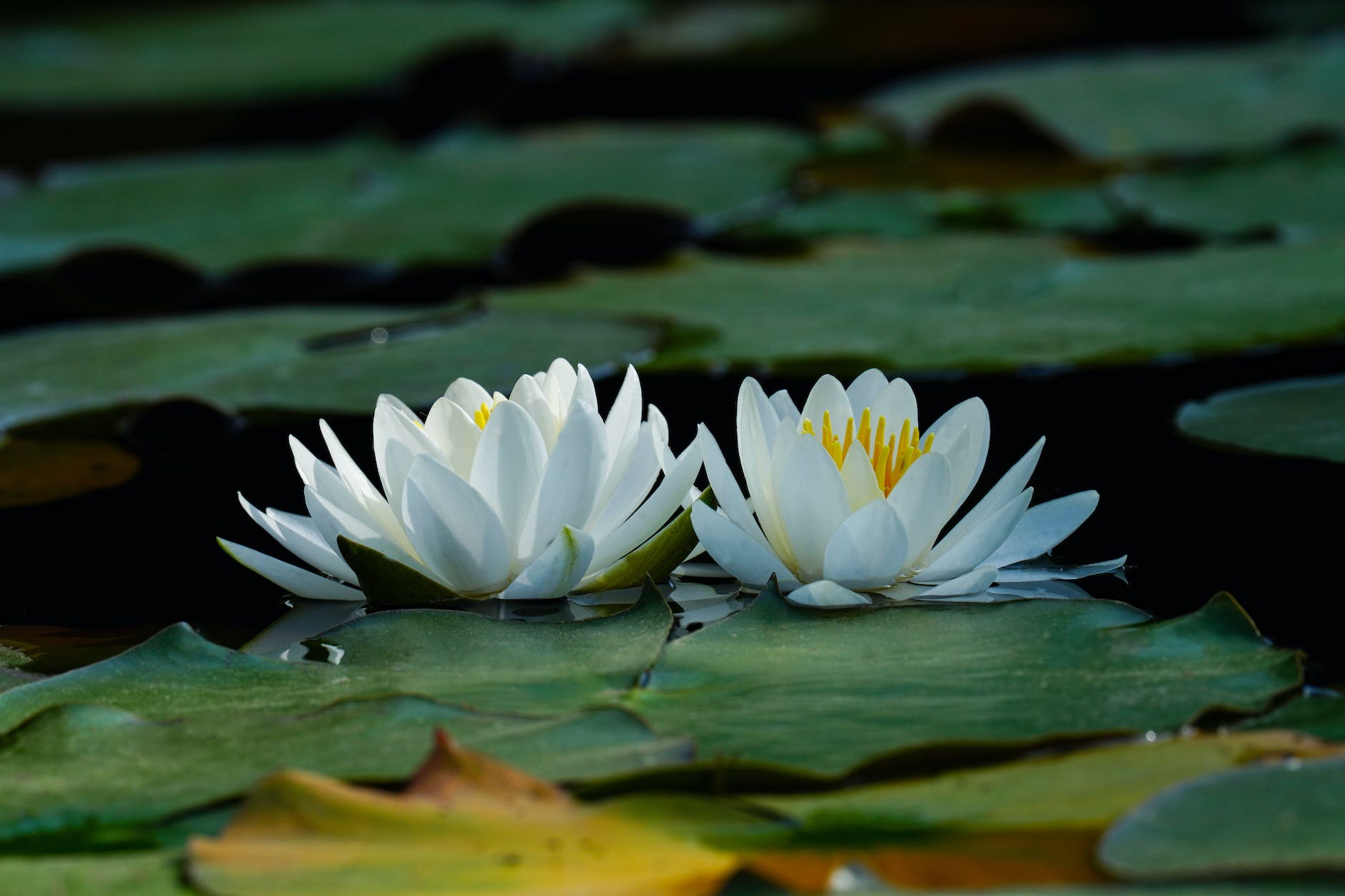 Quotes for Writers #284 – JC Henry Universe